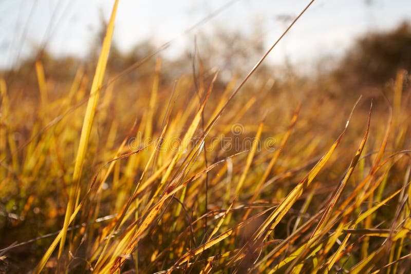 Yellow Grass Picture. Image: 1413339