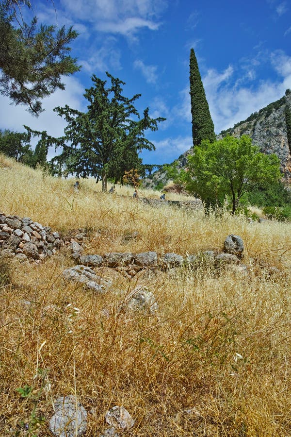 Yellow Grass in Ancient Greek Archaeological Site of Delphi, Greece ...