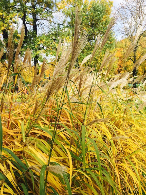 Bentgrass stock image. Image of bentgrass, grass, autumn - 117552235