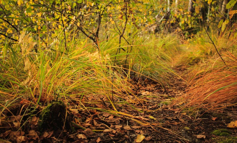 1,351,428 Yellow Grass Stock Photos - Free & Royalty-Free Stock Photos ...