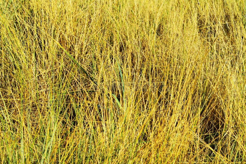 Yellow grass background stock photo. Image of field, background - 81430086