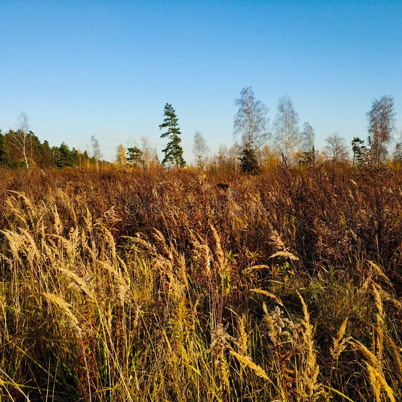 Yellow Grass. Field with Yellow Dry Grass Stock Image - Image of color ...
