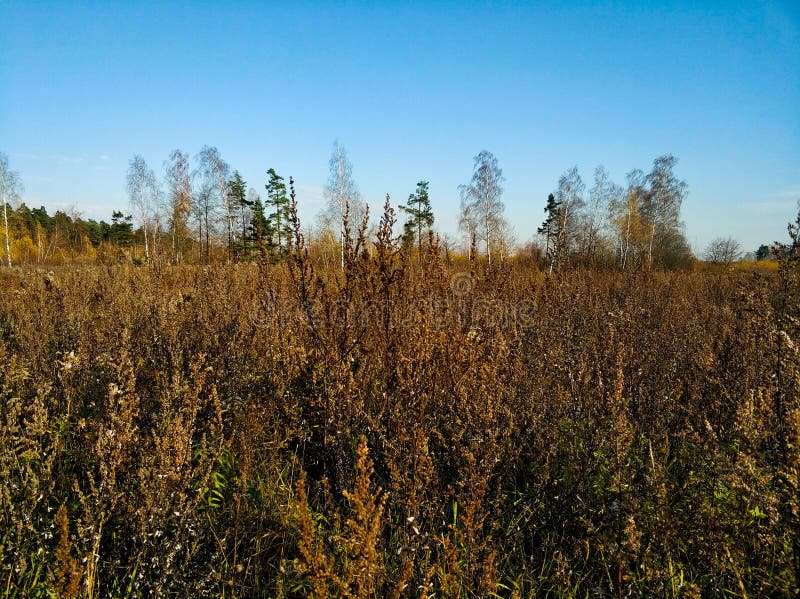 Yellow Grass. Field with Yellow Dry Grass Stock Image - Image of color ...