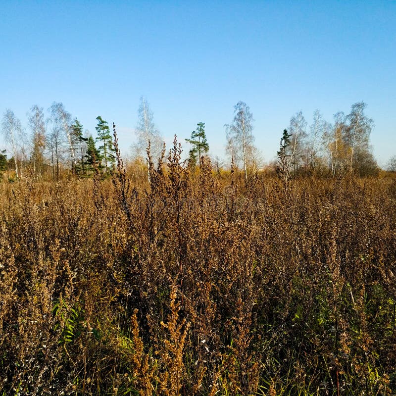 Yellow Grass. Field with Yellow Dry Grass Stock Image - Image of color ...