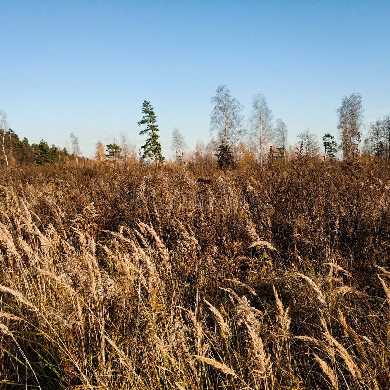 Yellow Grass. Field with Yellow Dry Grass Stock Image - Image of field ...