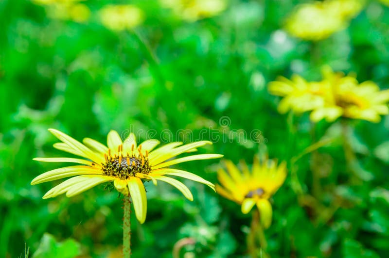 Yellow Grass Flower in the Backyard Stock Image - Image of plant ...