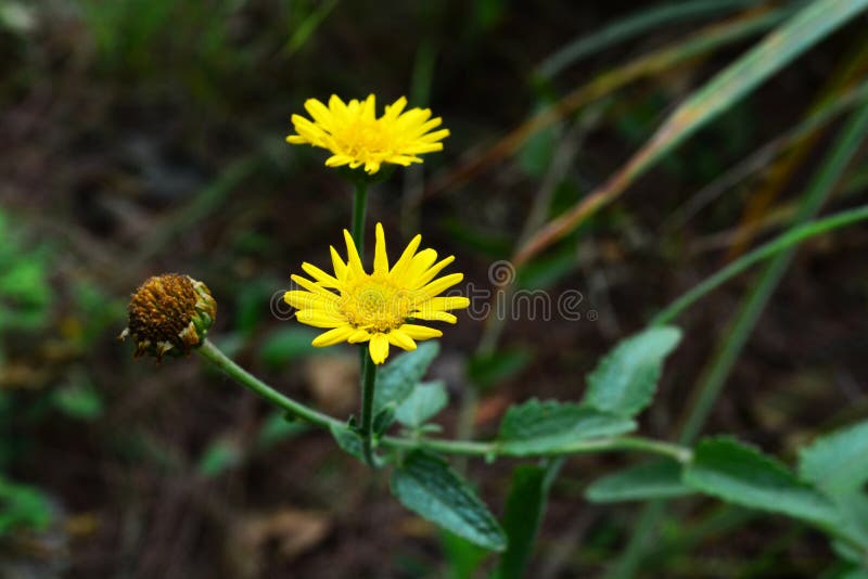 Yellow grass flower stock photo. Image of life, foliage - 47618124