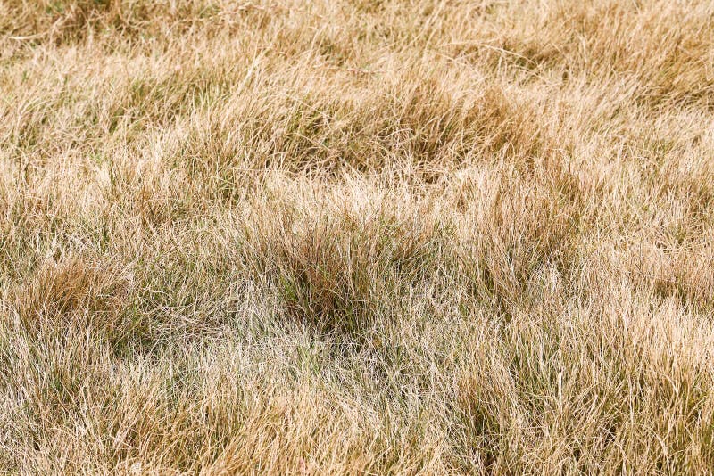 Yellow grass stock image. Image of field, autumn, flora - 41273287