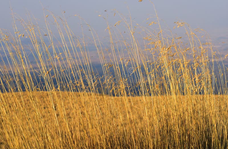 Yellow grass stock image. Image of sunny, town, autum - 88539171