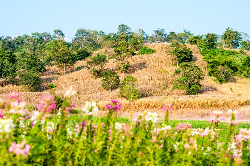 The Yellow Grass Land with Clear Blue Sky on Day Noon Light Stock Image ...