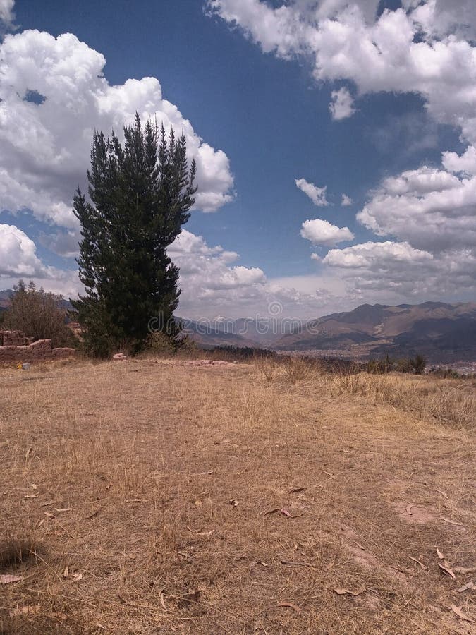 Yellow Grass and Nearby Tree Stock Photo - Image of clouds, crops ...