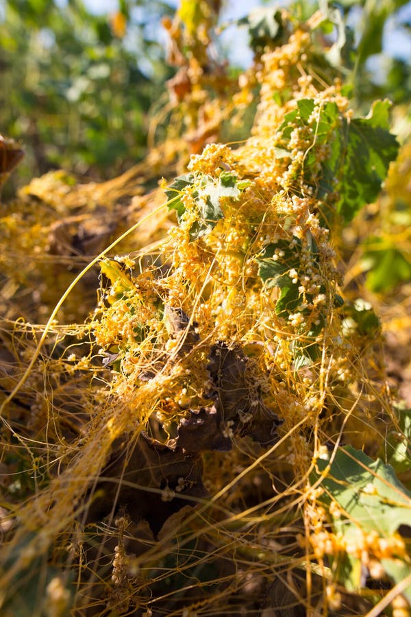 Yellow Grass on the Nature of the Parasite Stock Photo - Image of ...