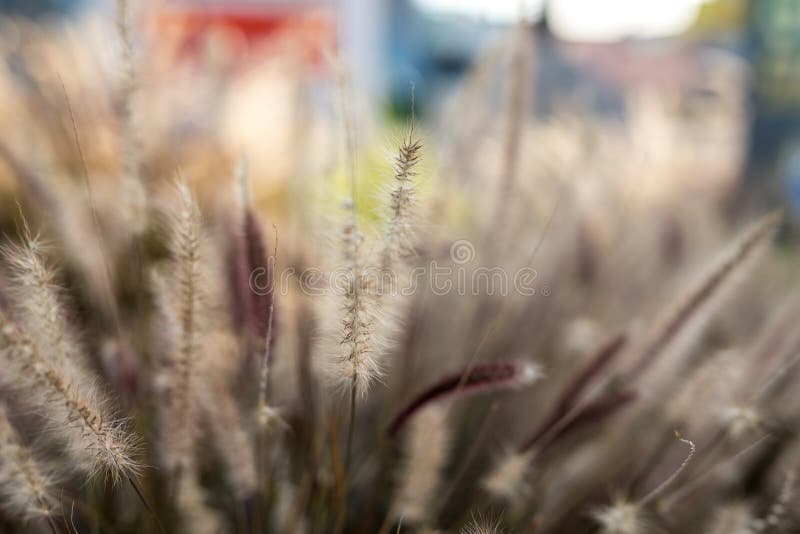 Yellow Grass Pasture Herb Herbage Herby Stock Photo - Image of herb ...