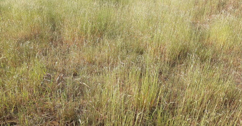 Yellow Grass Pattern for Wallpaper and Screen Saver Stock Image - Image ...