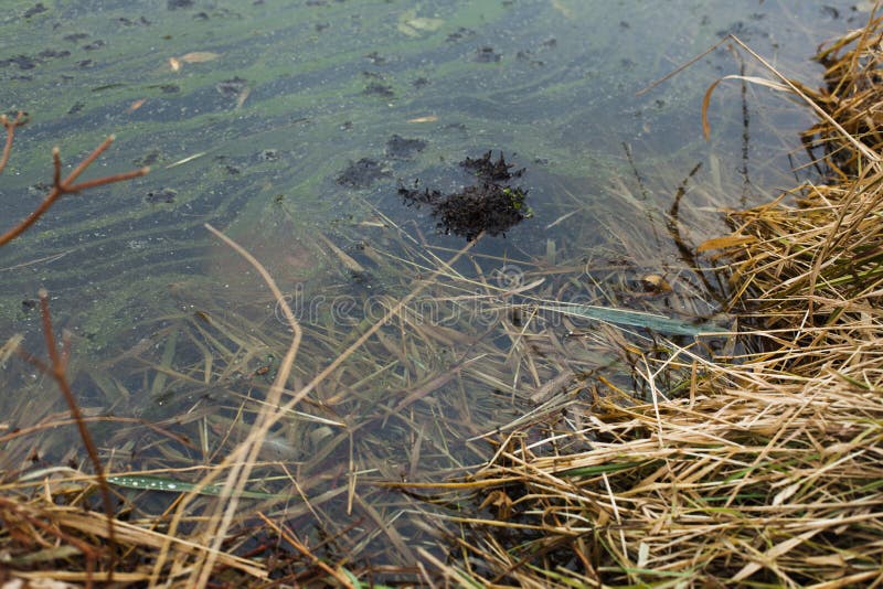 Yellow Grass Sprouting in the Shallow Water of a Lake in Early Spring ...