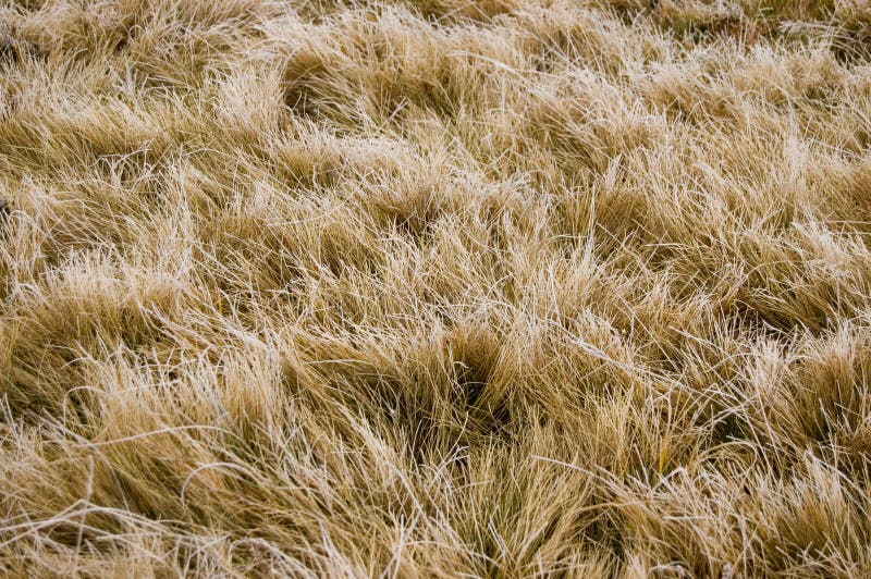 Yellow grass texture stock image. Image of natural, plant - 39550807