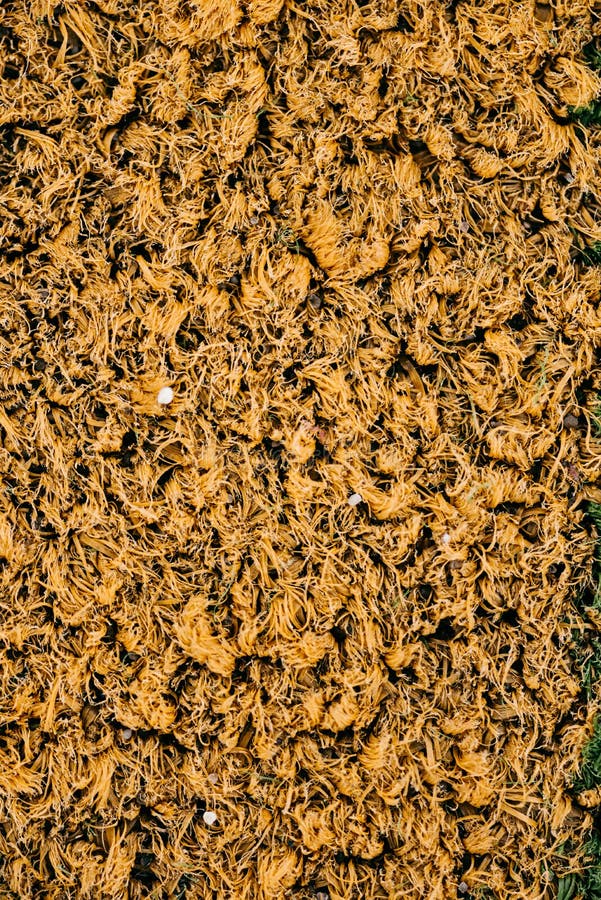 Yellow Grass Texture Painted Background with Texture. Stock Photo ...