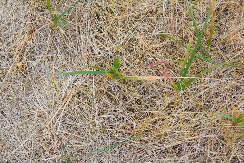 Yellow grass texture stock image. Image of macro, pale - 100809977