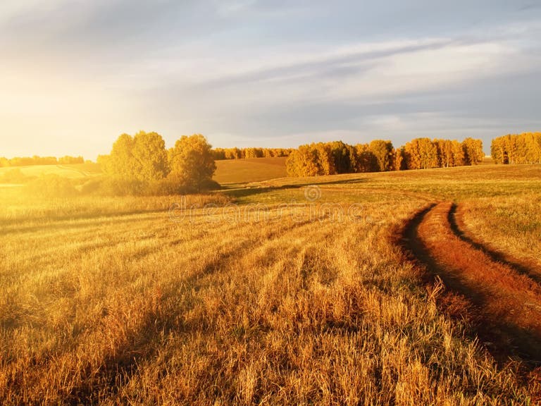 Yellow grass and trees stock image. Image of golden, sundown - 94458659