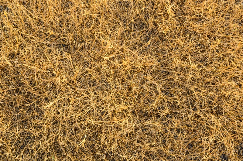Yellow grass stock photo. Image of herbicide, texture - 31760610