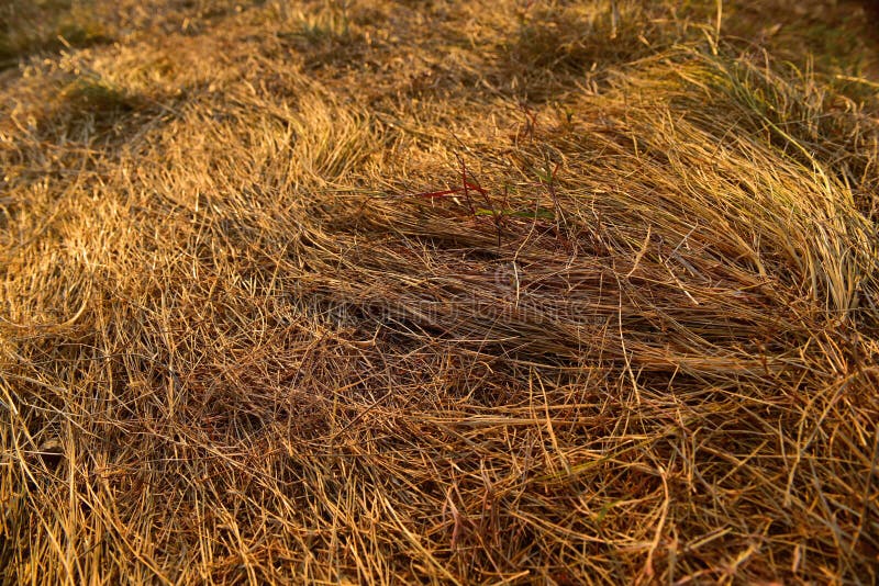 Yellow Grasses Field Texture Selective Focus Stock Photo - Image of ...