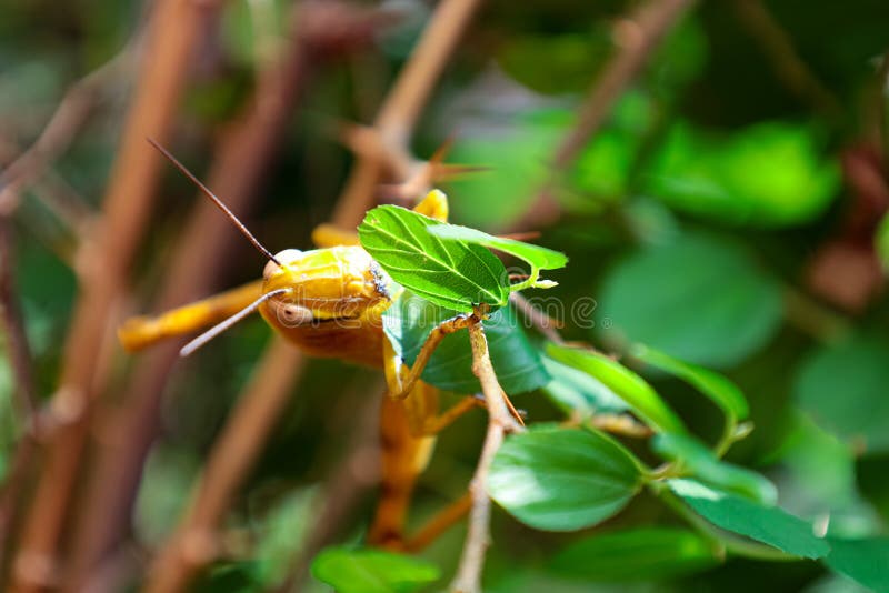 Yellow Grasshopper in the Backyard Tree Stock Image - Image of grass ...