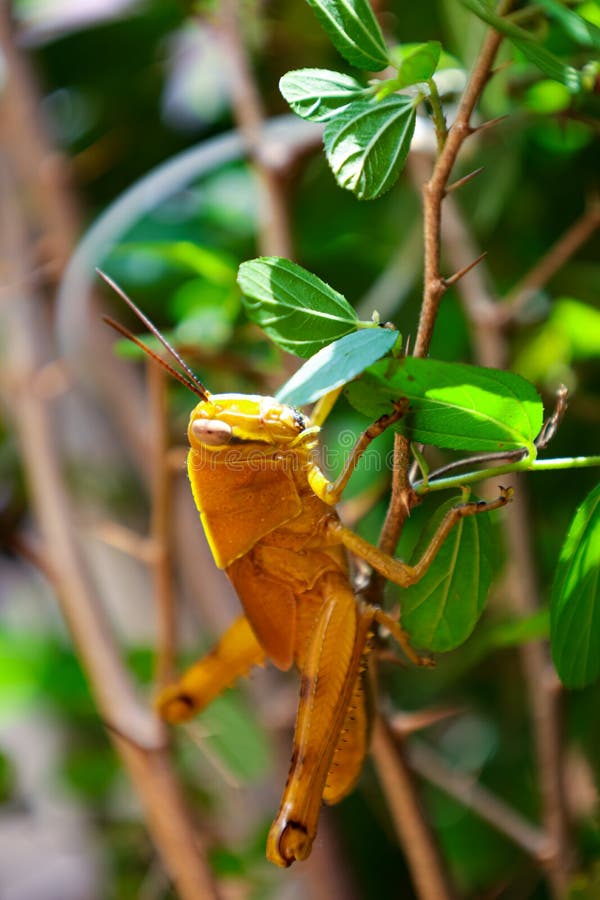 Yellow Grasshopper in the Backyard Tree Stock Image - Image of plant ...