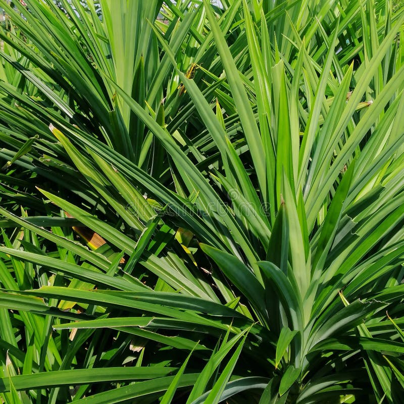 Yellow Grasshopper Relaxing on Pandan Leaves Stock Photo - Image of ...