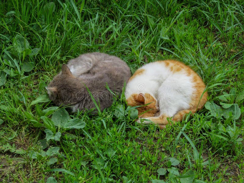 Yellow and Gray Cats Sleep on the Green Grass Stock Photo - Image of ...