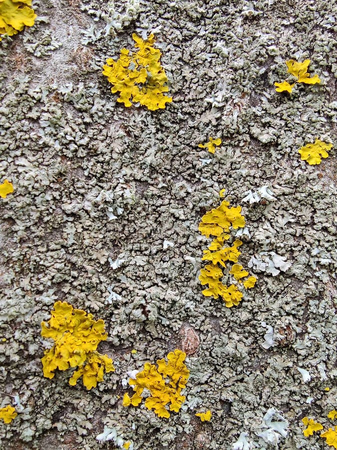 Yellow and Gray Lichen on Tree Trunk Bark Background. Close-up Moss ...