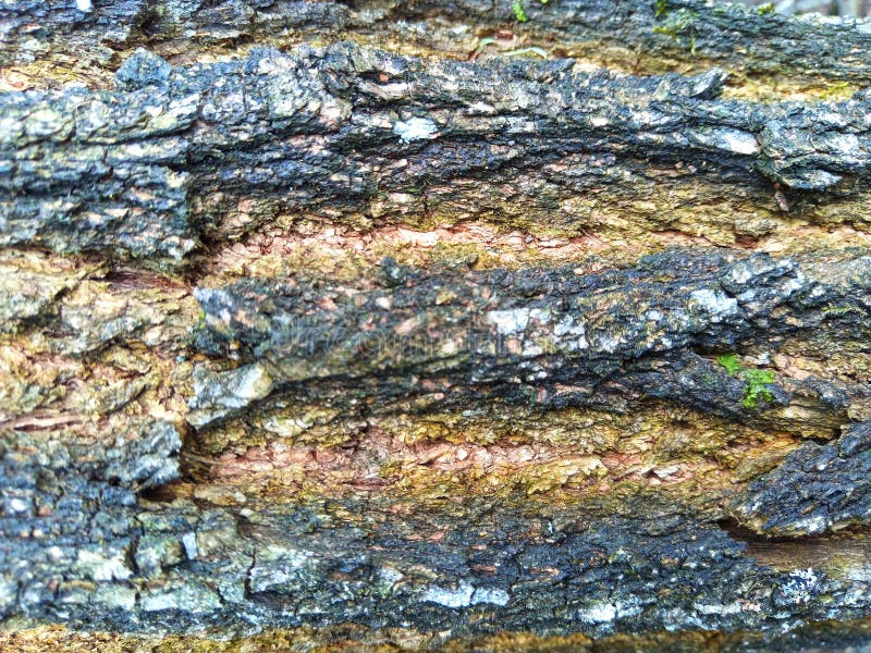 Yellow Gray Tree Bark Texture. Nature Relief. Nature Texture. Stock ...