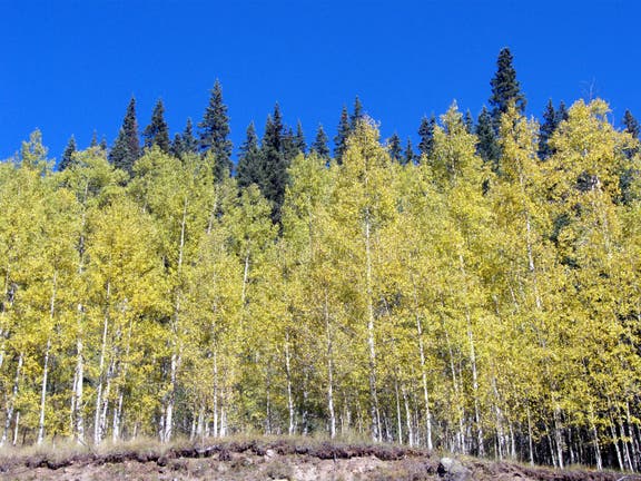 Yellow on Green stock image. Image of yellow, colorado - 11106899