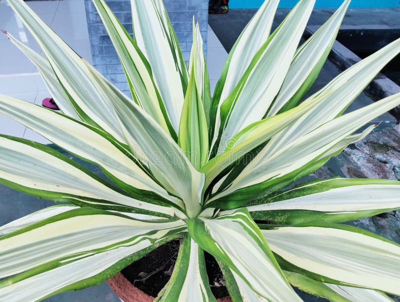 Yellow Green Agape Plant, a Type of Palm Plant Stock Image - Image of ...