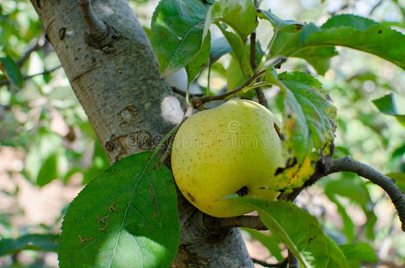 Yellow Green Apple on a Branch Stock Image - Image of garden, growing ...