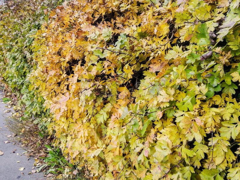 Yellow-green autumn shrub stock photo. Image of yellow - 162607674