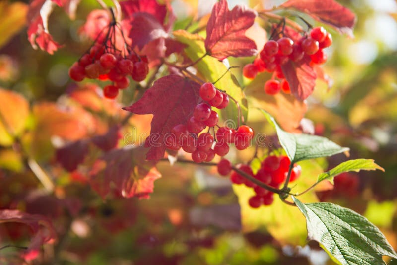 Yellow and Green Autumn Shrub with Red Berries Stock Image - Image of ...