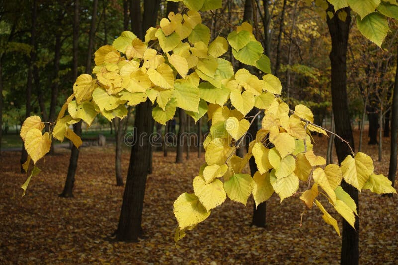 Yellow and Green Autumnal Foliage of Linden Tree in October Stock Image ...