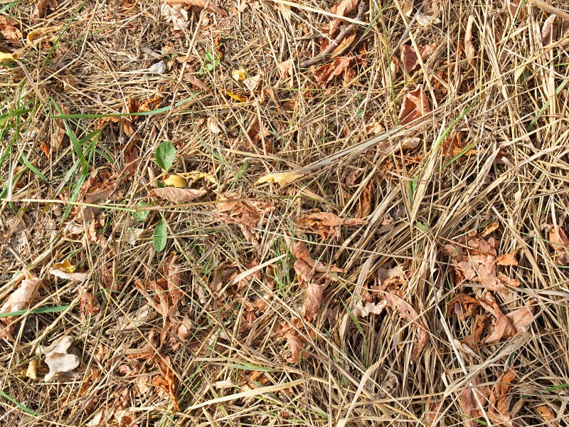 Textured Crop Kids Haircut Stock Photos - Free & Royalty-Free Stock ...