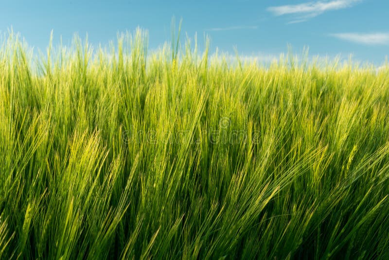 Yellow-green Barley Grain Ears and Blue Sky Stock Photo - Image of ...