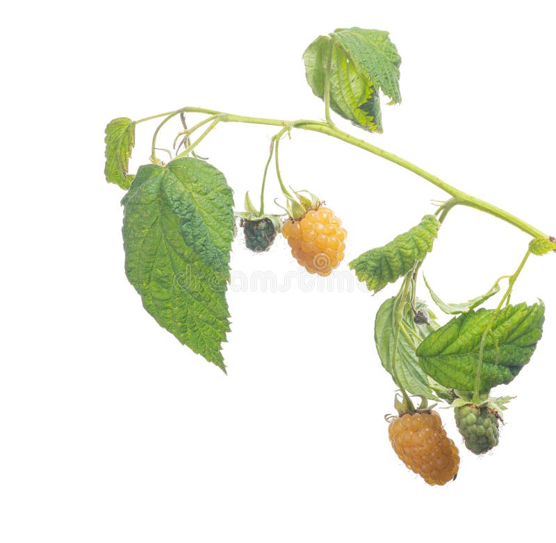 Yellow and Green Berries Raspberry with Green Leaves Isolated on White ...