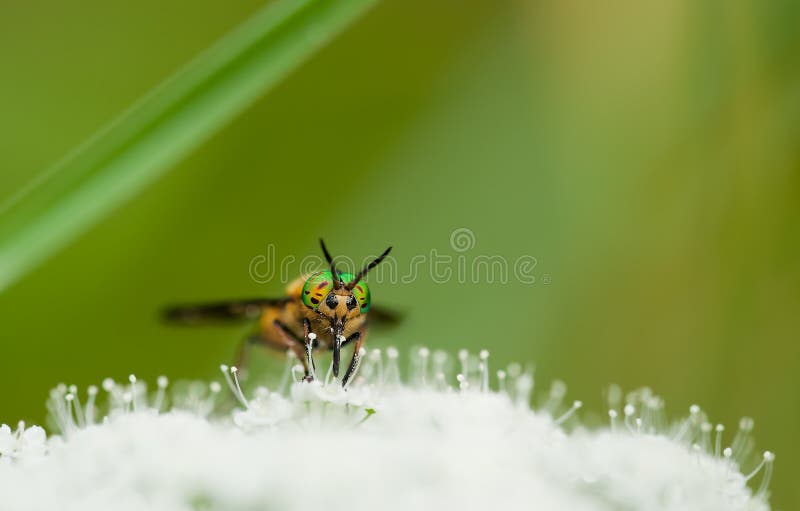Yellow Green and Black Bee on White Flower during Day Time Stock Photo ...