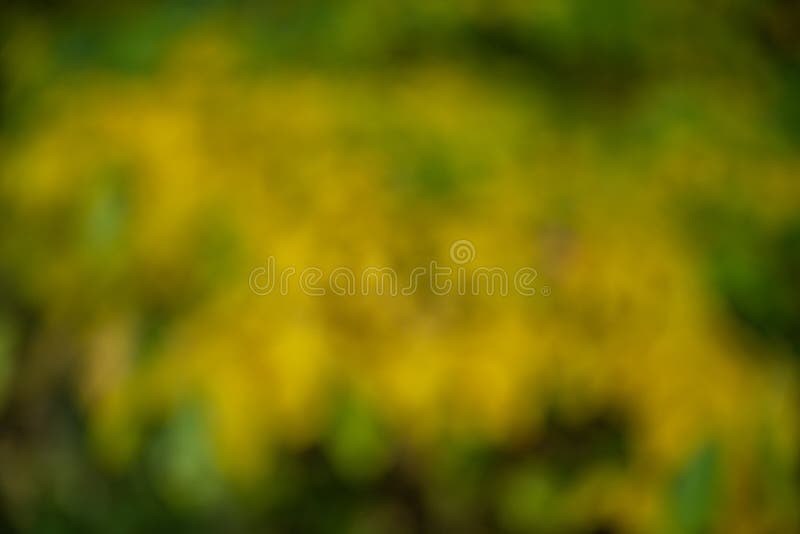 Yellow and Green Blurs of Early Fall Stock Photo - Image of detail ...