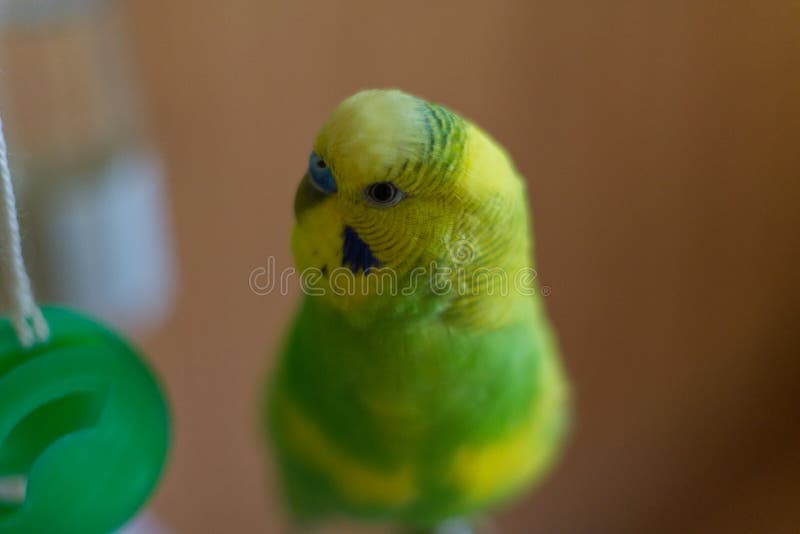 Yellow-green Budgie is an Evil Kind of Closeup Stock Image - Image of colored, color: 227170797