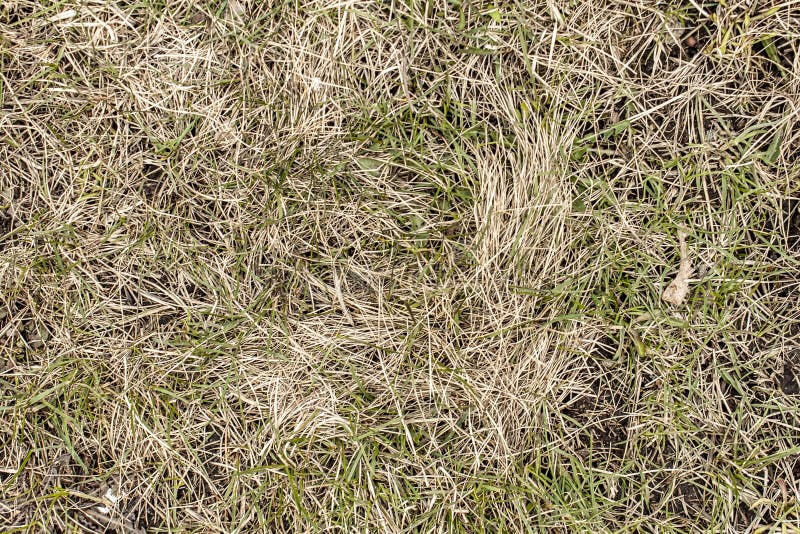 Yellow green early grass stock image. Image of begins - 179845503