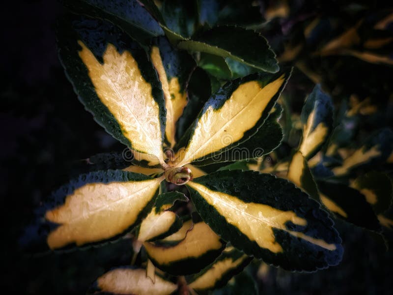 Emerald Gold (Euonymus Fortunei) Stock Image - Image of concept, fresh ...