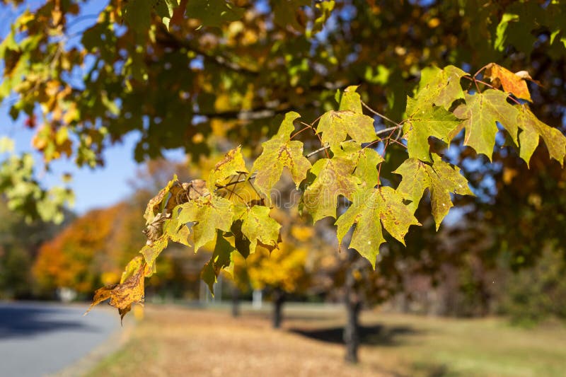 Yellow and Green Fall Leaves Blooming Outside on a Tree Stock Photo ...