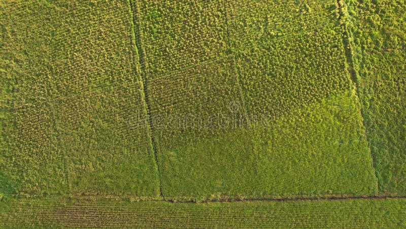 Yellow and Green Field Pattern Stock Image - Image of beautiful, farm ...