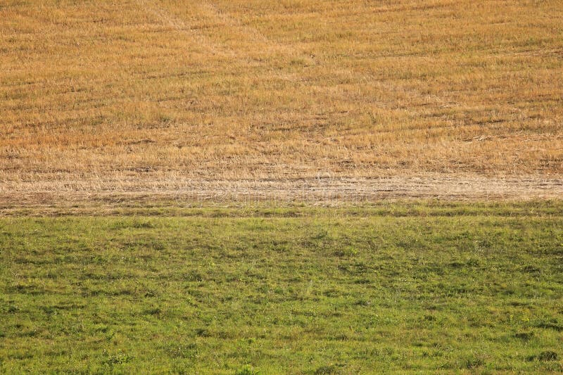 Yellow and Green Fields with the Horizon Stock Image - Image of ...