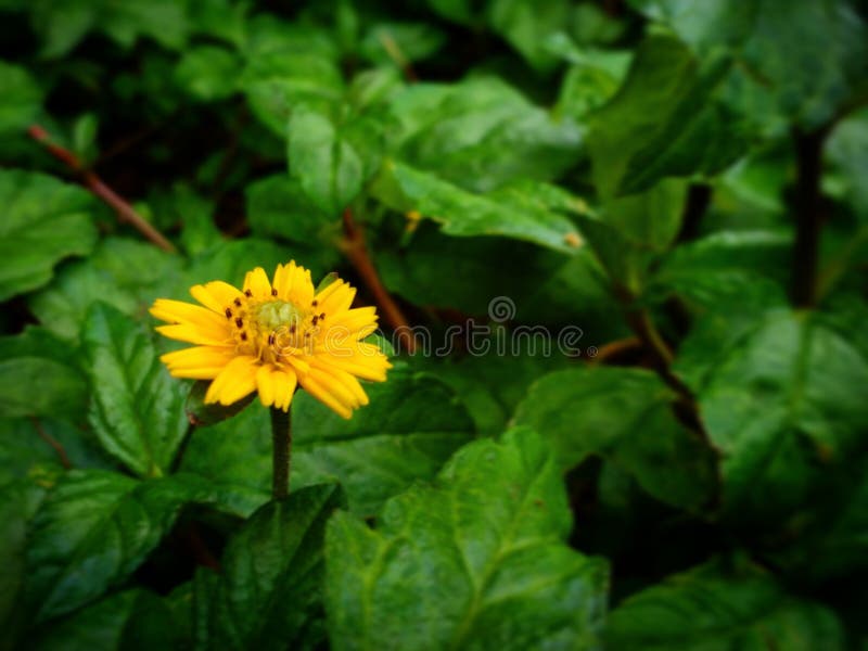 Yellow & green stock image. Image of garden, flower - 88126995