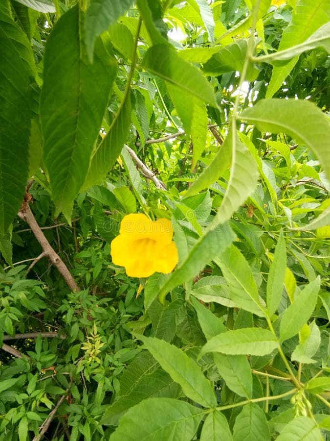 Yellow Green Flower Jungle Pic Stock Image - Image of flower, yellow ...